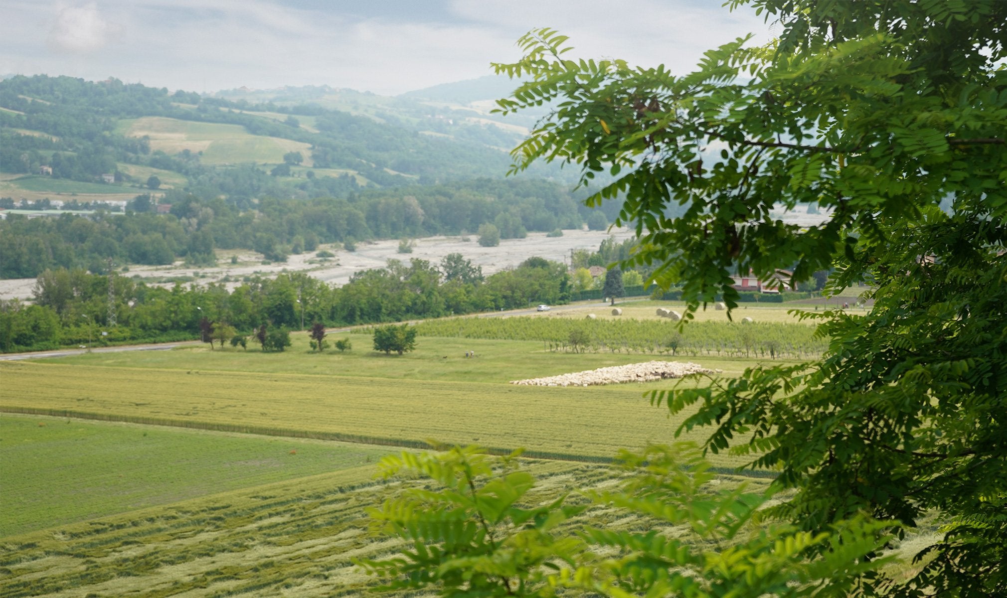 CBD 101: The Past And Future Of Hemp - CBDfx UK