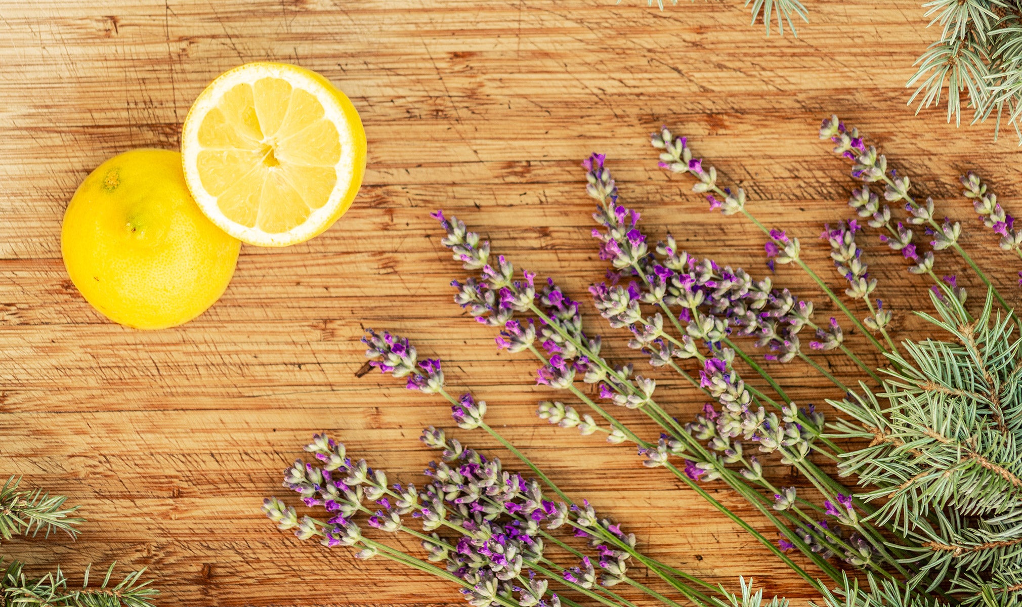 What Are Terpenes? - CBDfx UK