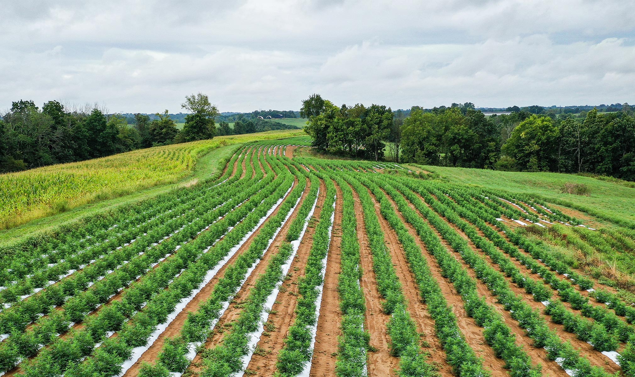 What’s the Difference Between Hemp and Marijuana? - CBDfx UK